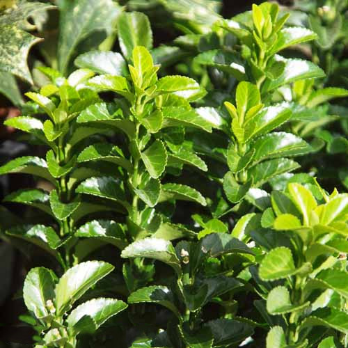Euonymus 'Green Rocket' 1L