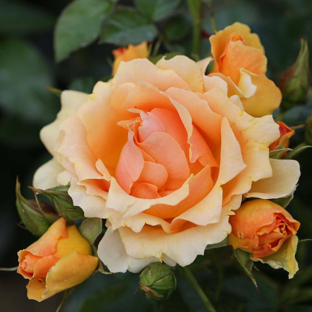 Bush Rose 'Queen Bee' 5L