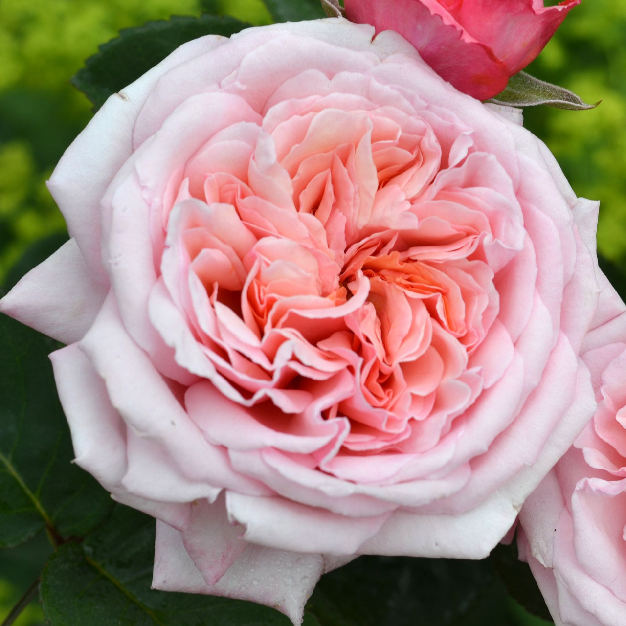 Bush Rose 'Meteor' 5L Yellow Red