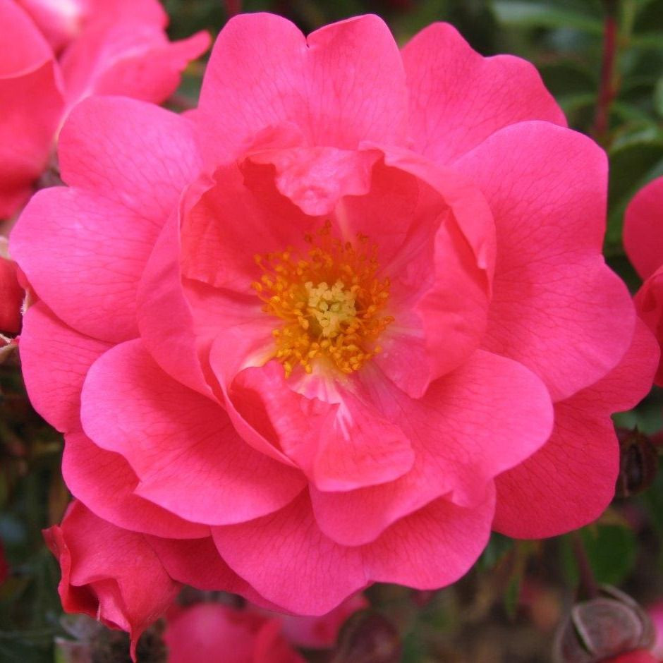 Flower Carpet Rose 'Pink Supreme' 4L