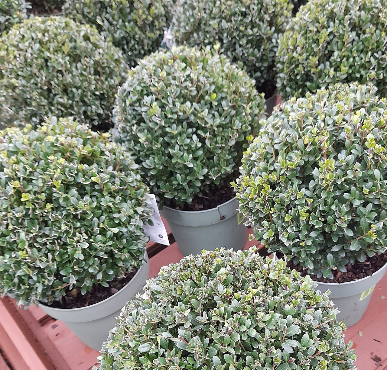 Ilex crenata Jenny 4L