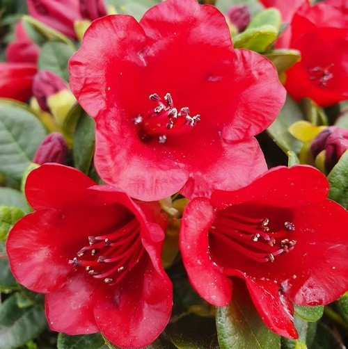 Dwarf Rhododendron 'Carmen' 3L (evergreen)