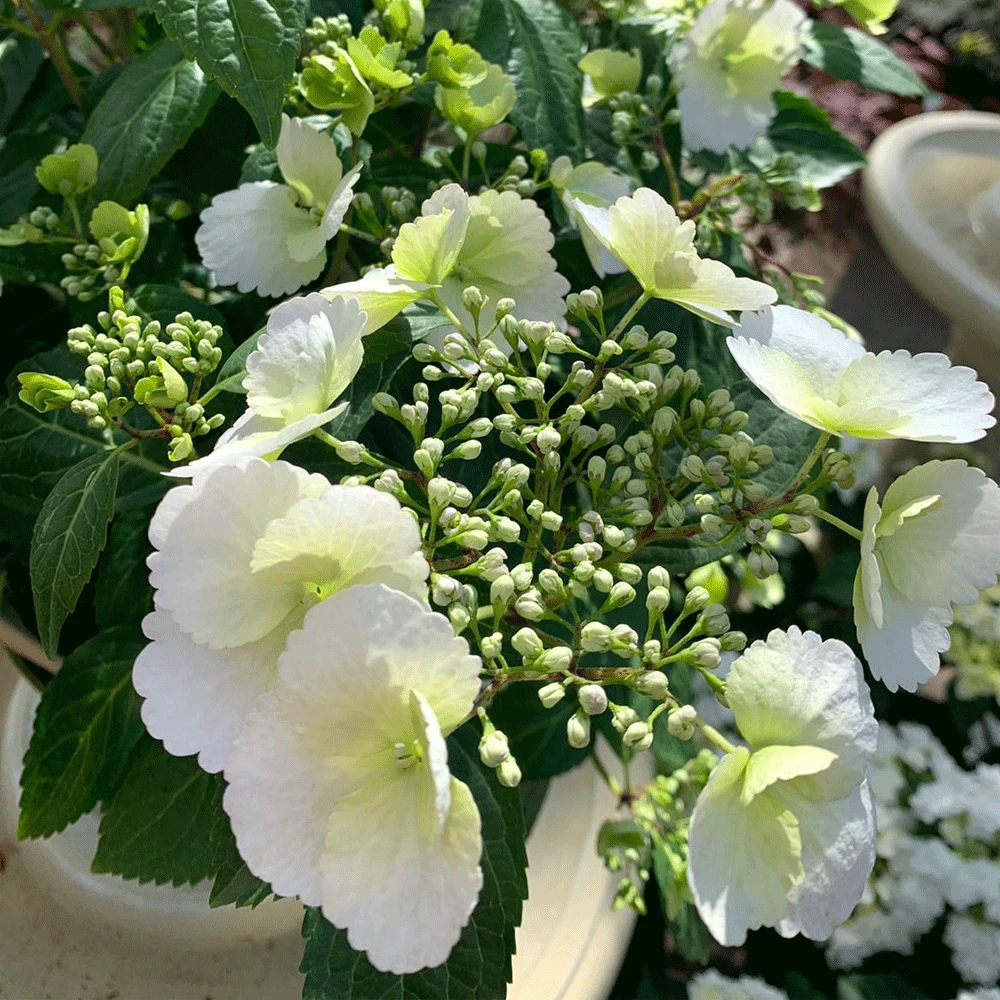 Hydrangea 'Runaway Bride' 5L
