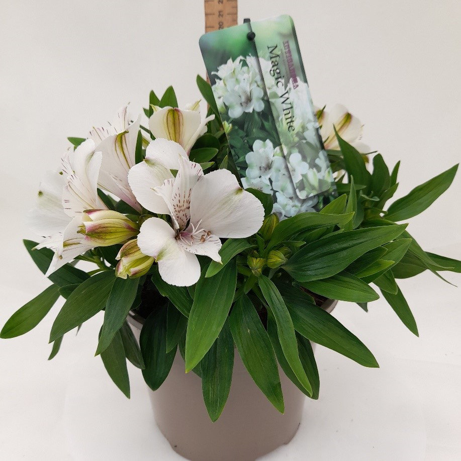 Alstroemeria Collection 3L