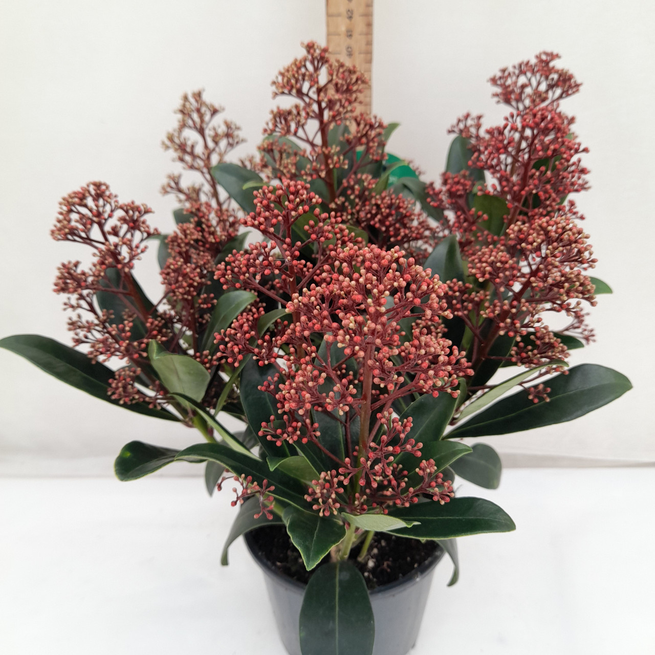 SKIMMIA jap. Rubella 1.5L