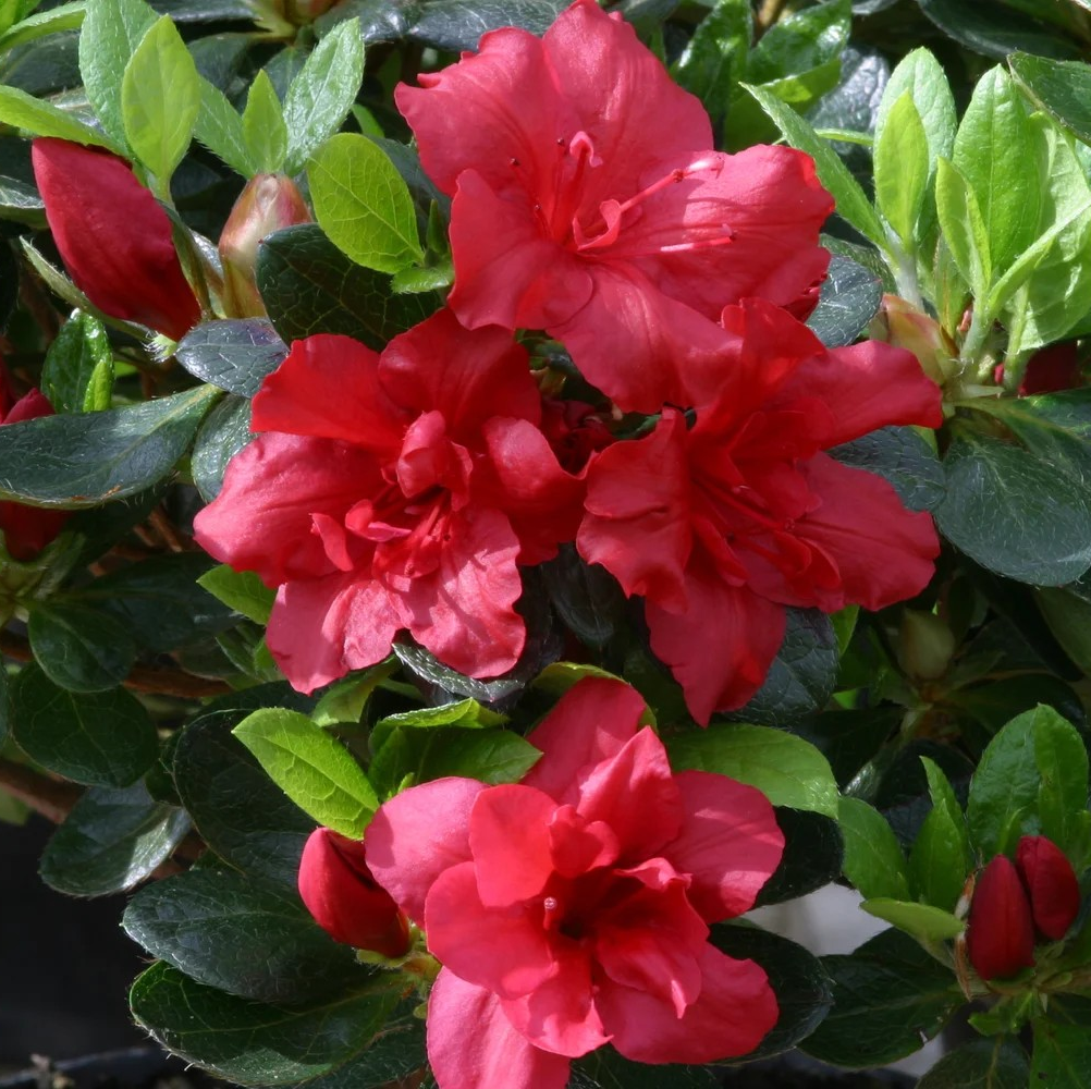 Azalea jap. 'Florida Red' 3L (evergreen)
