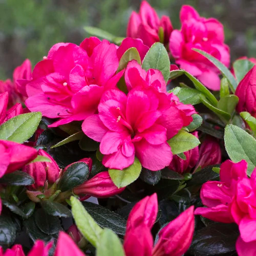 Azalea 'Canzonetta Pink' 3L (evergreen)