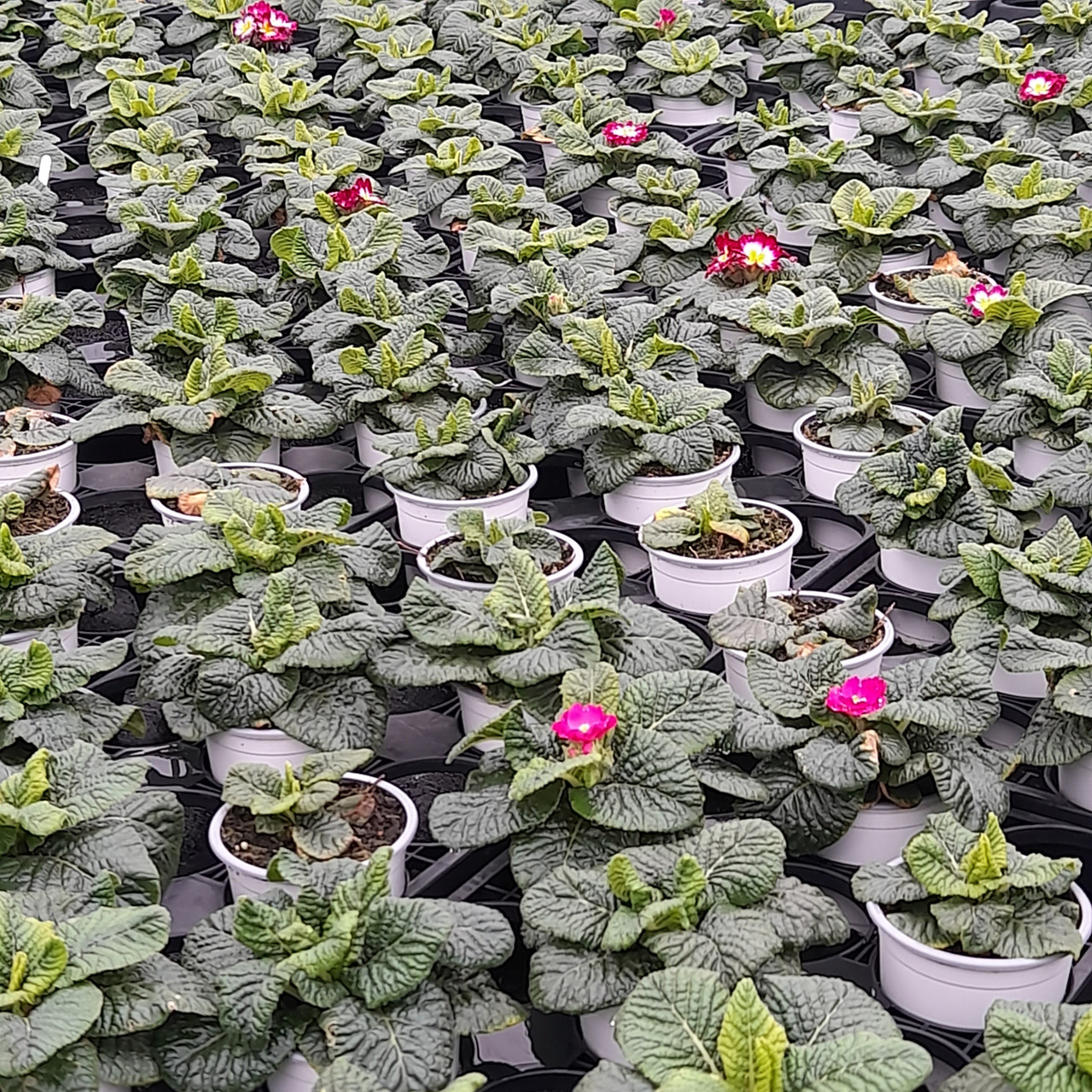 PRIMULA mix 10.5cm
