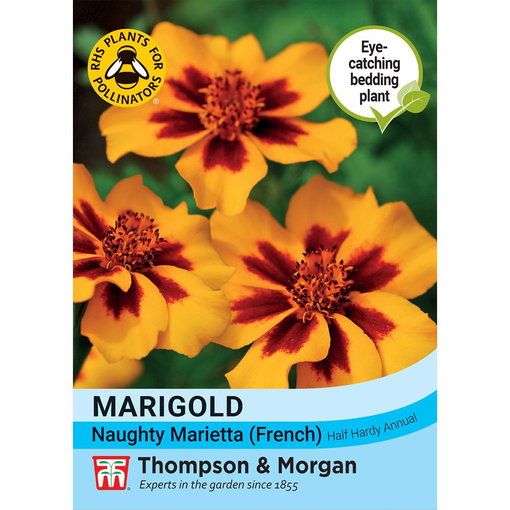 Thompson & Morgan Flower Seeds - Marigold Naughty Marietta (French ...