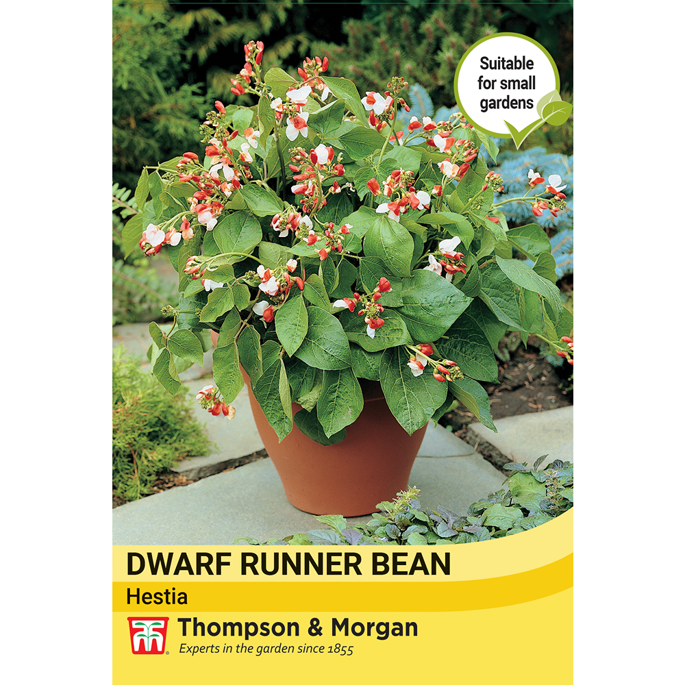 Thompson & Morgan Pea & Bean Vegetable Seeds -Dwarf Runner Bean Hestia ...