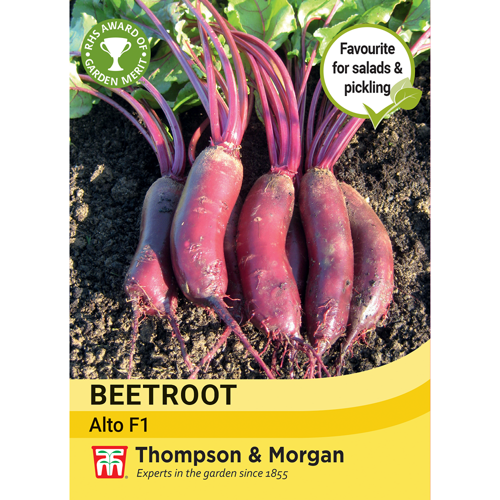 Thompson & Morgan Vegetable Seeds - Beetroot Alto F1 Hybrid - Bents ...