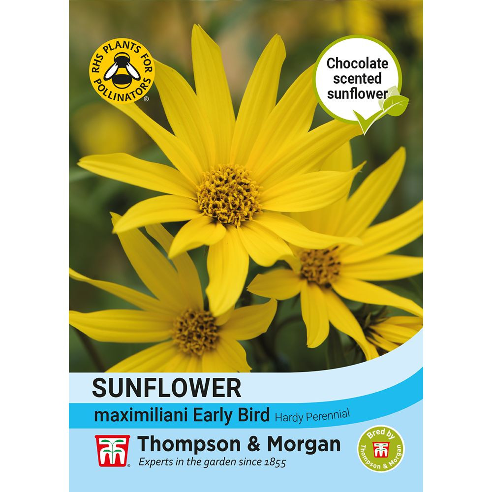 Thompson & Morgan Flower Seeds - Sunflower maximiliani Early Bird ...