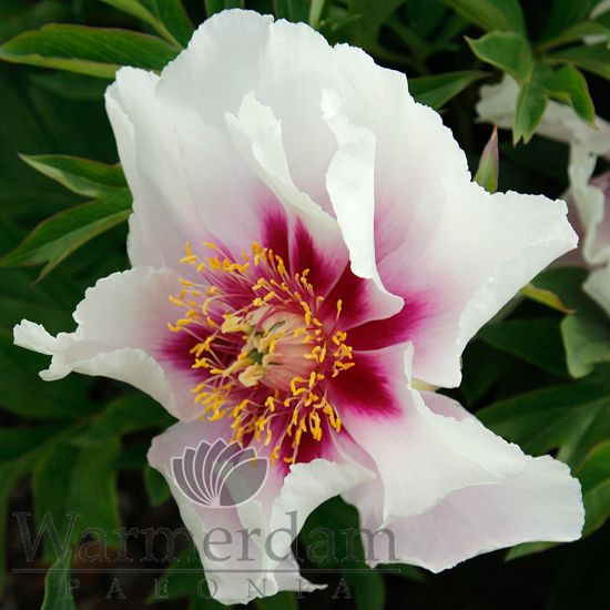 PAEONIA SELECT Cora Louise 4L/21cm
