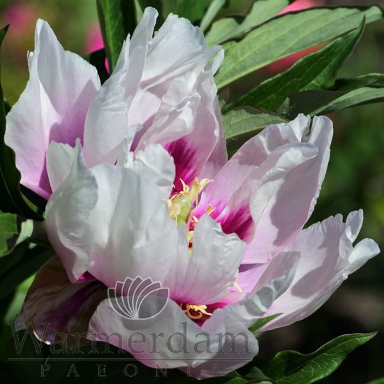 PAEONIA SELECT Cora Louise 4L/21cm