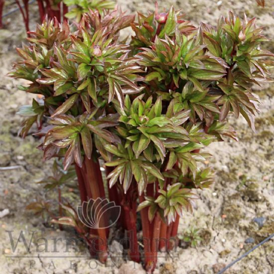 PAEONIA Command Performance 4L/21cm