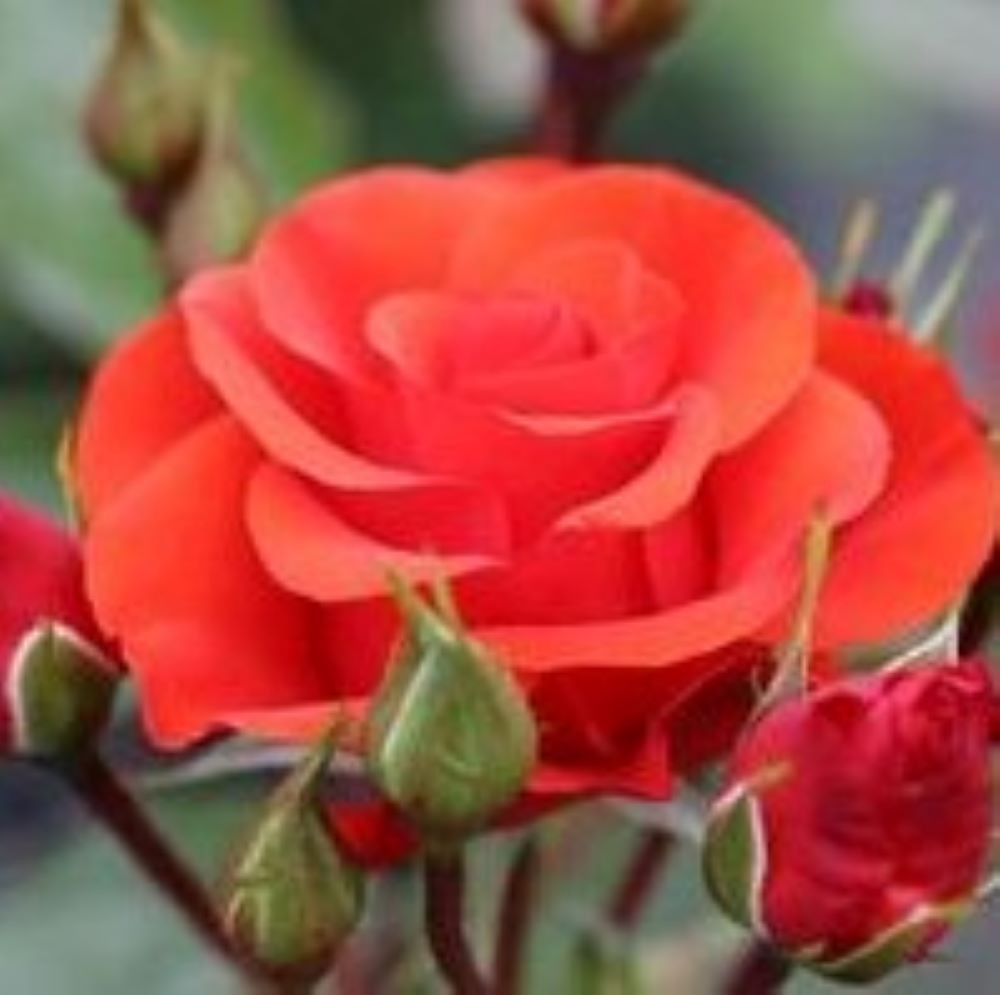 Bush Rose 'Precious Love' 5L