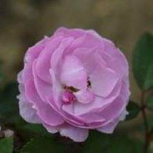 Rambling Rose 'Lilac Bouquet' 5L