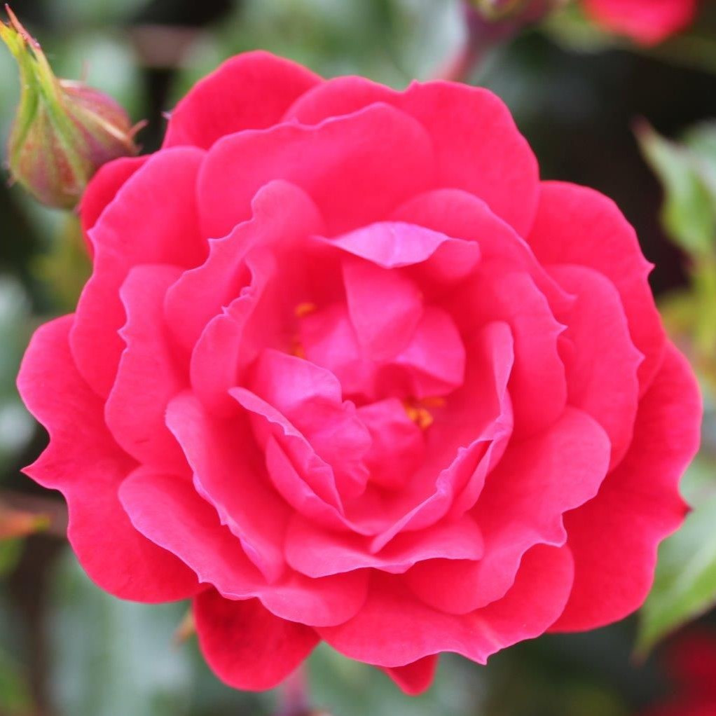 Patio Rose 'Raspberry Royale' 4L