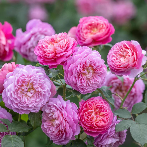 English Rose 'Emma Bridgewater' 6L