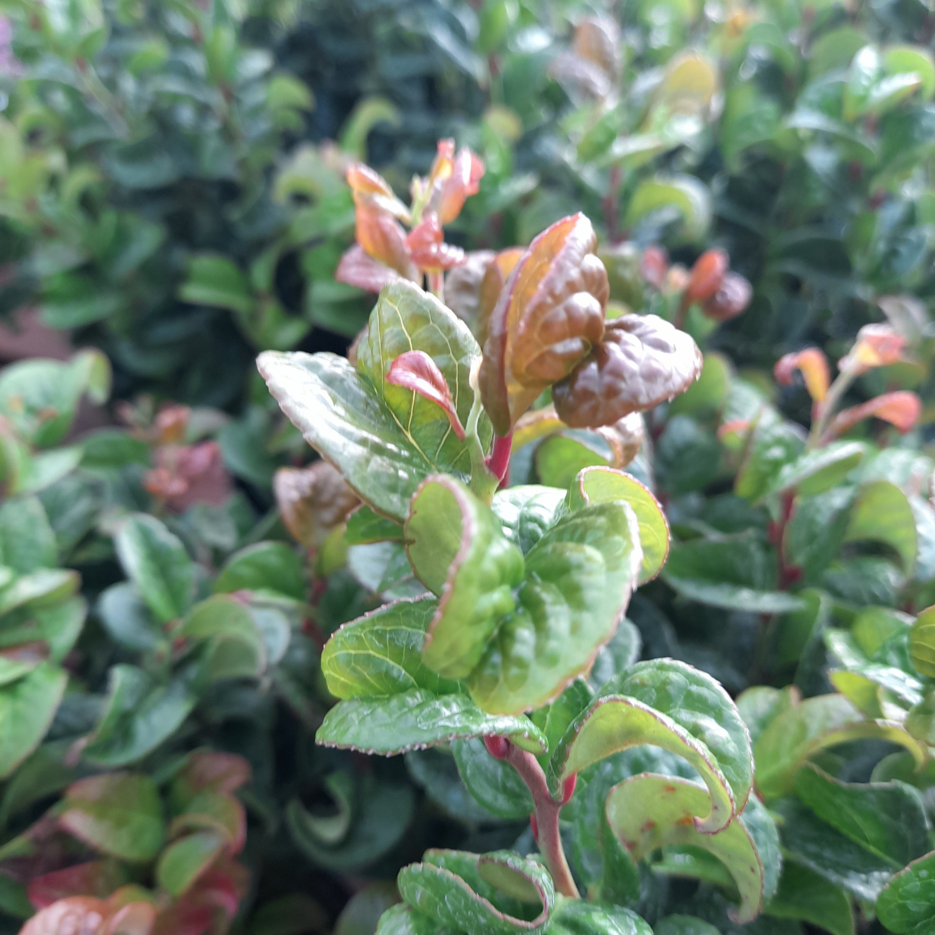 Leucothoe axillaris 'Curly Red' 2L