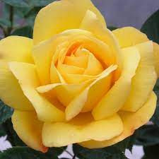 Climbing Rose 'Arthur Bell' 5L