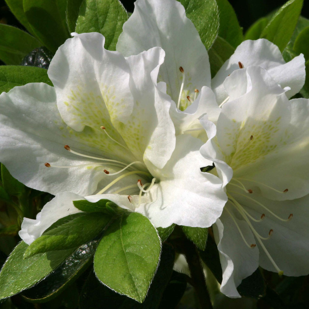 Azalea jap. 'Mary Helen' 3L (evergreen)