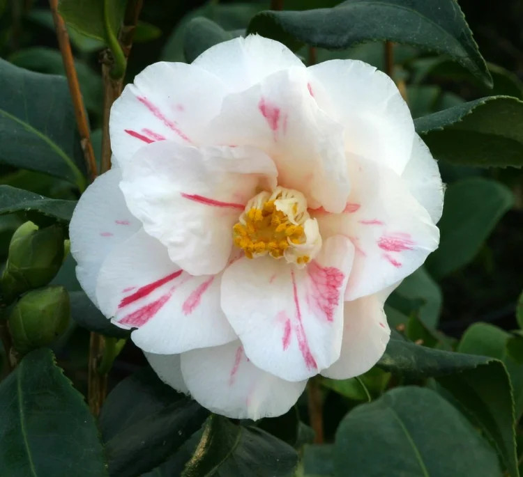 CAMELLIA Lady Vansittart 4L