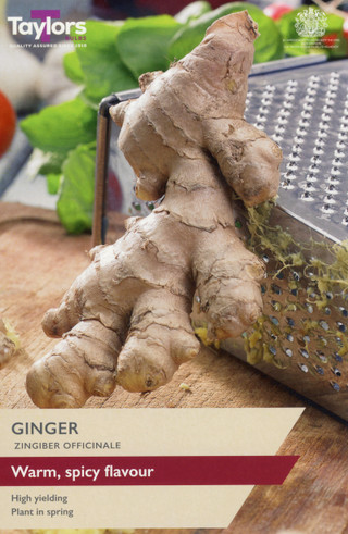 Taylors Pre-Packed Veg Ginger (Zingiber Officinale)