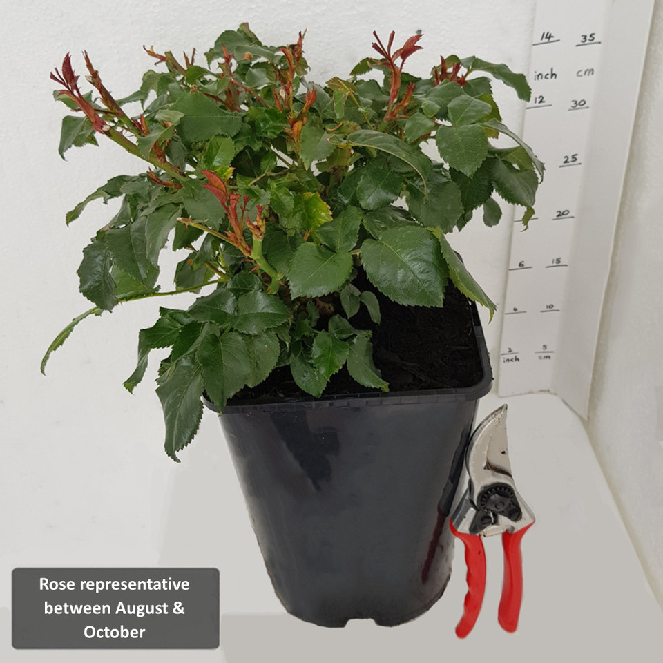 Bush Rose 'Absolutely Fabulous' 5L