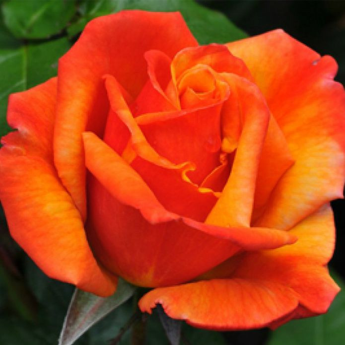 Gift Rose 'Remember Me' 5L