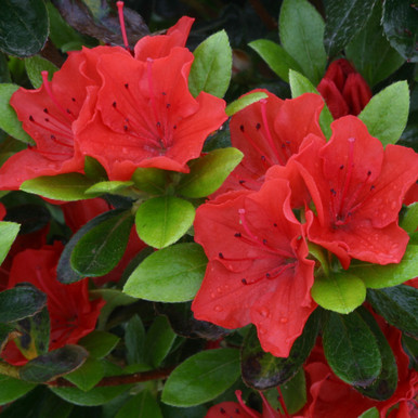 Azalea jap. 'Geisha Orange' 3L (evergreen)