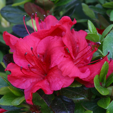 Azalea jap. 'Johanna' 3L (evergreen)