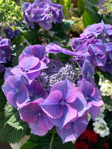Hydrangea Teller Blue 1L