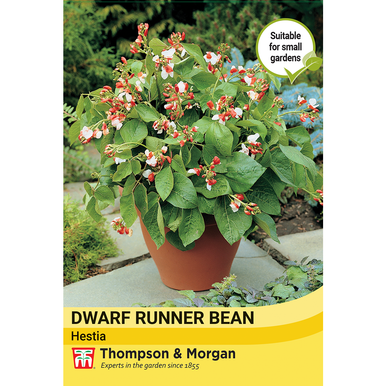 Thompson & Morgan Pea & Bean Vegetable Seeds -Dwarf Runner Bean Hestia ...