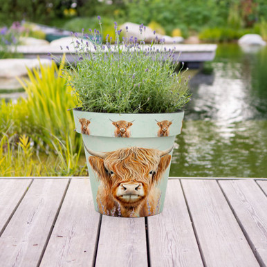 Creekwood Zest Pot Highland Cow 15cm
