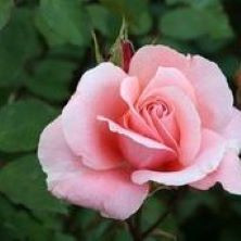 Climbing Rose 'Dancing Queen' 5L