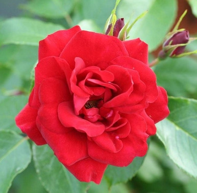 Gift Rose 'Ruby Anniversary' 5L