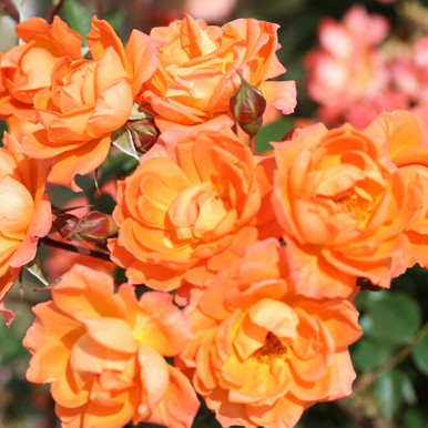 Patio Rose 'Wildfire' 4L