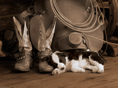 Cowboy Puppy Sepia by Robert Dawson | Buy Cowboy Puppy Sepia by Robert ...