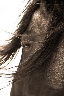 Don't Bother Me by Robert Dawson | Buy Don't Bother Me by Robert Dawson ...