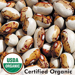 Hidatsa Shield Organic Bean Seeds | Amish Country Store