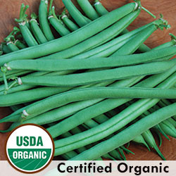 Provider Bean Organic Seeds | Branson Missouri Food Store