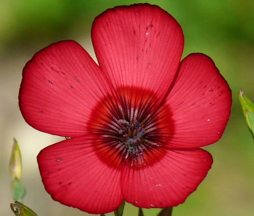 Flax Scarlet Red Flax Linum Grandiflorum Rubrum Seeds