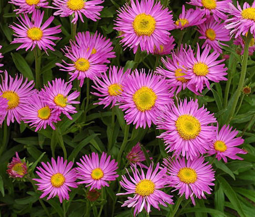 Aster Alpine Blue Aster Alpinus Seeds