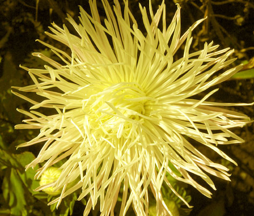 Aster Needle Unicum Mix Callistephus Chinensis Seeds