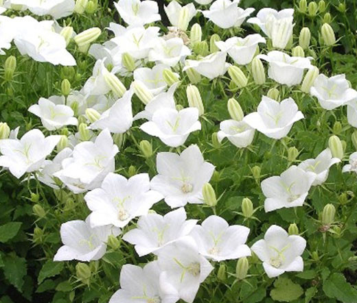 Canterbury Bells White Campanula Medium Seeds