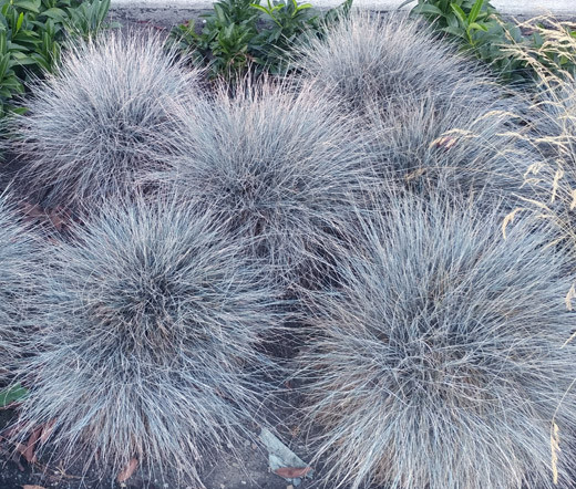 Blue Fescue Festuca Glauca Seeds