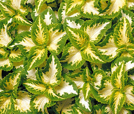 Coleus Wizard Mix Solenostemon Scutellarioides Seeds