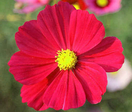 Cosmos Sonata Pink Blush Dwarf Cosmos Bipinnatus Seeds