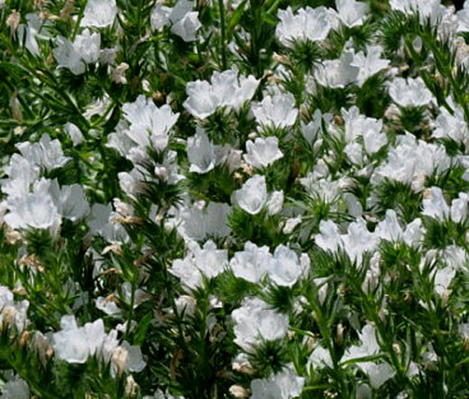 Viper's Bugloss Red Russian Echium Russicum Rubrum Seeds